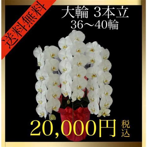 胡蝶蘭 大輪 3本立ち 36輪〜40輪（蕾込み） 白 花 お祝い ギフト 開店 誕生日 Seven 003 Sevens Farm