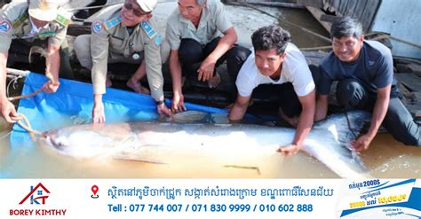 ត្រីរាជមួយក្បាល ទម្ងន់ ១៣២គីឡូក្រាម និងប្រវែងដងខ្លួនជាង ២ម៉ែត្រ ត្រូវបានលែងចូលបឹងធម្មជាតិវិញ