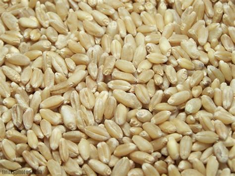 Crops Crop Id Flashcards Quizlet