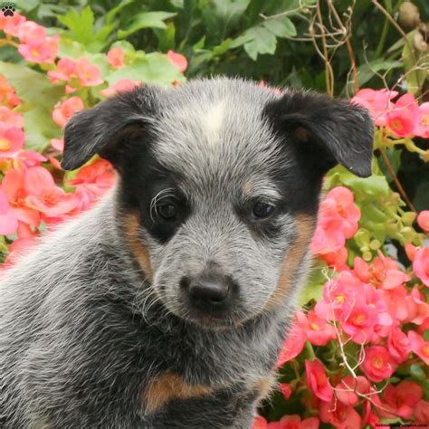 Major Blue Heeler Australian Cattle Dog Puppy For Sale In Pennsylvania