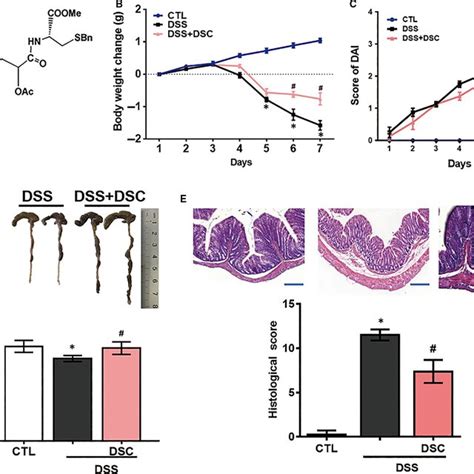 Dsc Attenuates Dss‐induced Experimental Colitis Colitis Was Induced As