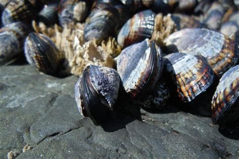 How Clams Reproduce Evidence Network