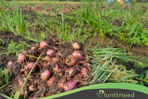 برای کاشت موسیر در هکتار چقدر بذر لازم است؟ 5 عامل موثر در میزان برداشت موسیر نیاز گیاهان