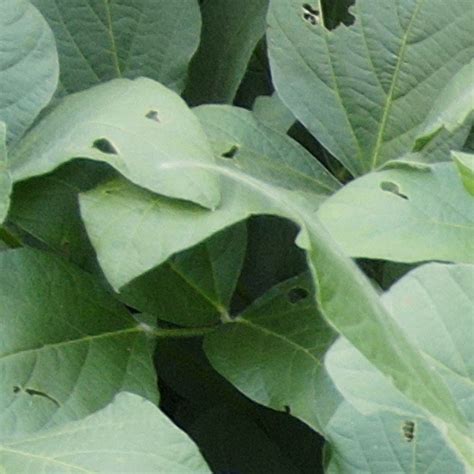 Soybean Ai Object Detection Dataset By Soybeania