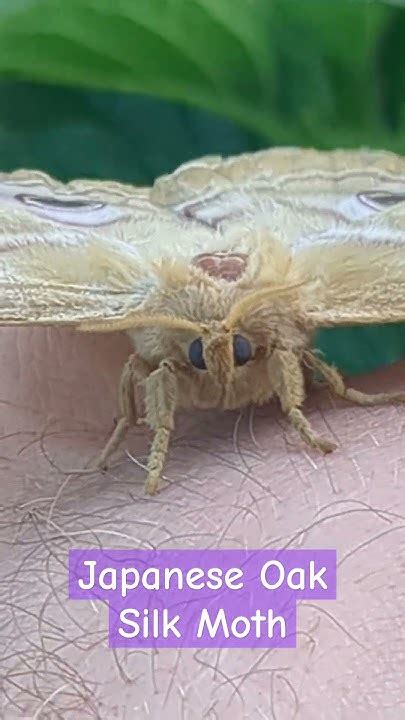 A Japanese Oak Silk Moth Produces A Very Rare Type Of Tama Silk