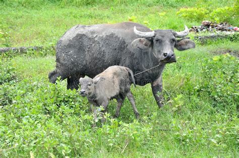 Philippines Mindanao Carabao Water Buffalo Stock Image Image Of