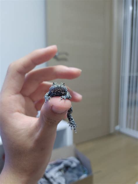 첫 휴가 나온 기념으로 우리집 개구리 보여준다 미스터리 공포 에펨코리아