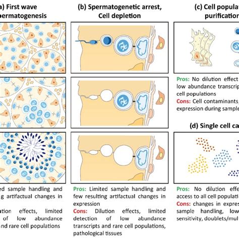 Strategies To Study Gene Expression During Testis Development And Download Scientific Diagram
