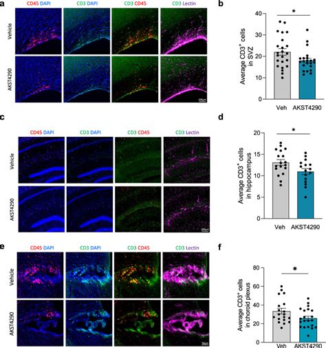 T Cell Infiltration In The Aged Mouse Brain Is Reduced By Ccr3 Download Scientific Diagram