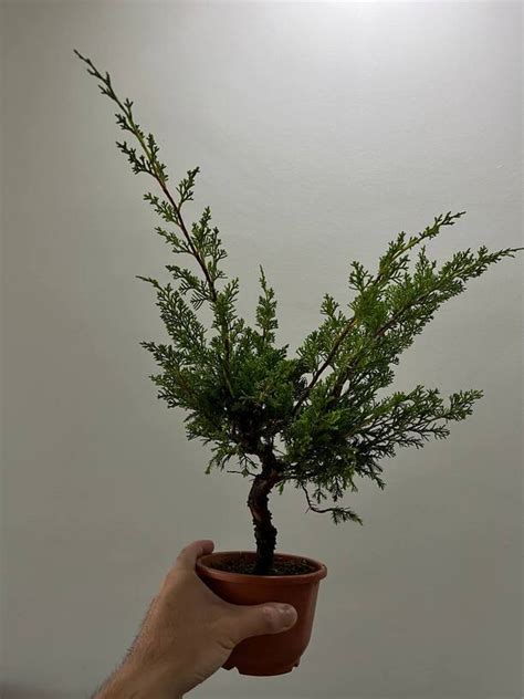 Nursery Juniper Design Design Mirai Forum