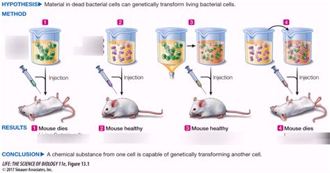 Griffith Experiment Diagram Quizlet