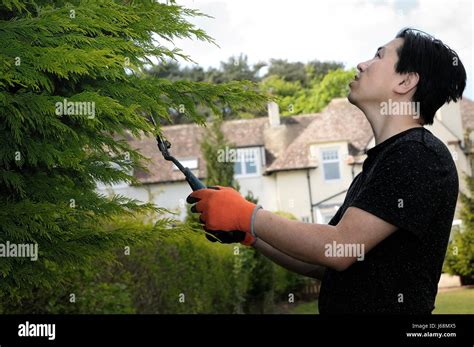 Male Pruning Trees Stock Photo Alamy
