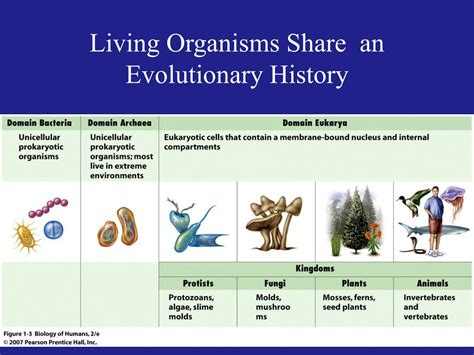 Ppt Evolutionary Relationships In Biological Classification Powerpoint Presentation Id 8609568