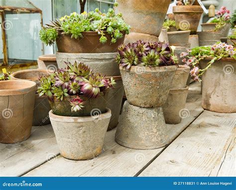 Pots With Sedum Plants Stock Image Image Of Plant Garden 27118831