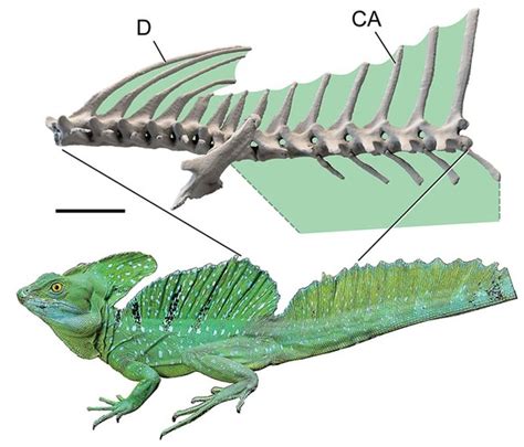 The Remarkable Basilisks — Tetrapod Zoology The Remarkable Basilisks — Tetrapod Zoology
