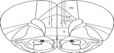 Neuronal Activity In Rat Medial Prefrontal Cortex During Suc NeuroReport