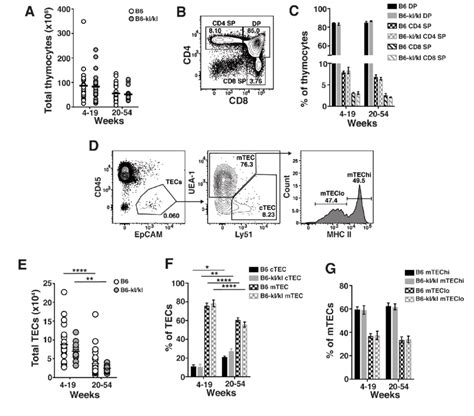 C57bl 6 And B6 Kl Kl Mice Have Similar Thymocyte And Thymic Epithelial Download Scientific