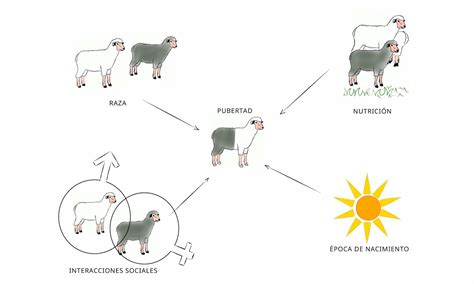 153 Pubertad Reproducción De Los Animales Domésticos