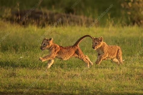 African Lion Cubs Playing Stock Image C0591977 Science Photo Library