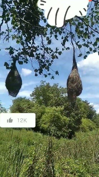 අපූරු කුරුලු ලෝකය🐦🐦👍 Youtube