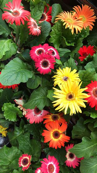 멀티 컬러 옐로우 핑크 레드 거 베라 꽃 꽃 무지개 데이지 벽지 배경 꽃 화분에서 성장 하는 그룹에서 거 대 한 꽃을 봄 여름 연례 침구 정원 안뜰 냄비 교수형 바구니 등의