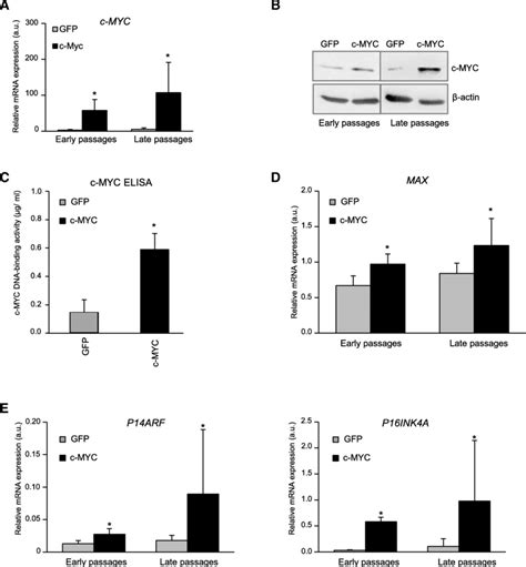 C Myc Overexpression In Msc Correlated With Its Functional Activity Download Scientific