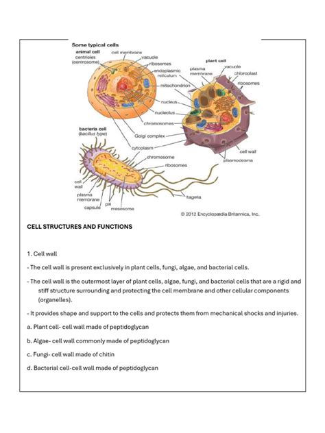Lecture Notes Week 2 Cell Structures And Functions Pdf