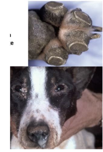 Infectious Respiratory Disease In Sa Flashcards Quizlet
