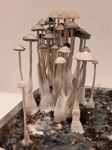 Panaeolus Cyanescens Estero Liquid Culture 10cc Thick Spores