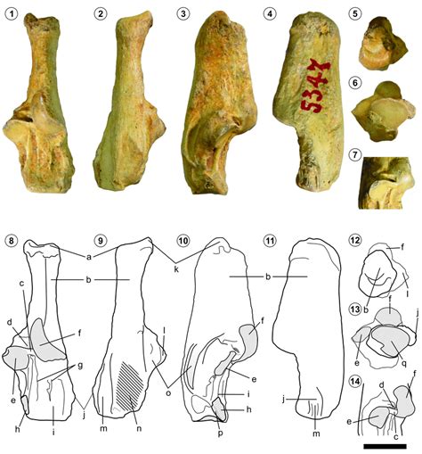 Uquian Calcaneal Felid Fossil Remain Macn Pv 5347 1 7 Photographs Of Download Scientific