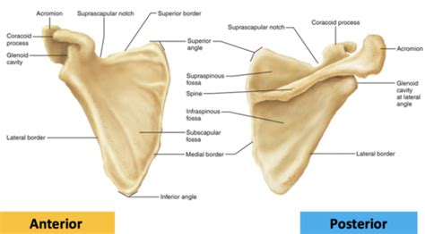 Appendicular Skeleton Upper Extremity Flashcards Quizlet