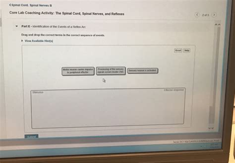 Solved Core Lab Coaching Activity The Spinal Cord Spinal Chegg Com