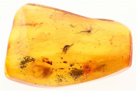 Fossil Rove Beetle Wasp True Midge And Moth Fly In Baltic Amber