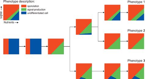 Figure 1 1 From The Evolution Of Bacterial Cell Differentiation And Multicellular Organization