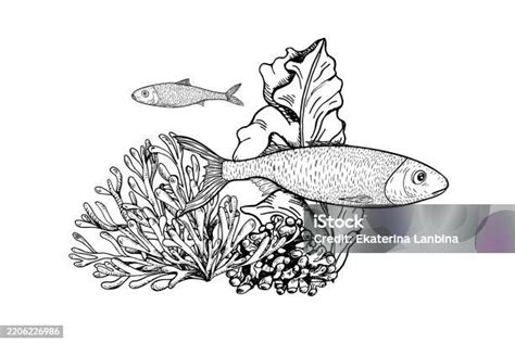 정어리 물고기 산호와 해초 사이 수영 검정 흰색 벡터 Illustration 바다 장면 흑백 손으로 그린 멸치 색칠을 위해 그린 바다 식물 조각 해양 테마 스크랩북 0명에