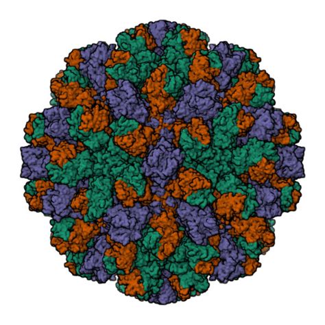 Norovirus Structure Labeled