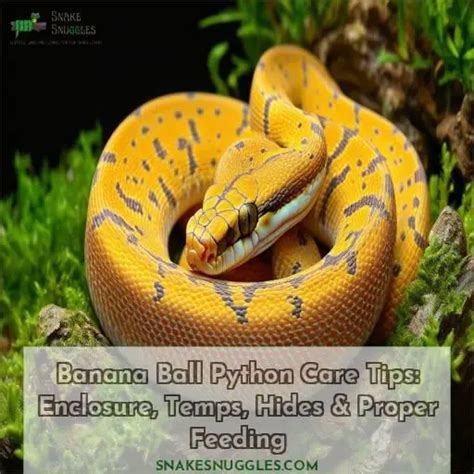 Banana Ball Python Care Tips Enclosure Temps Hides And Proper Feeding