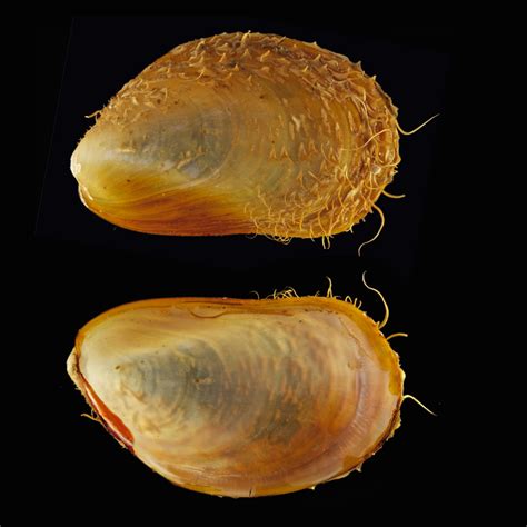 Artfakta Från Slu Artdatabanken