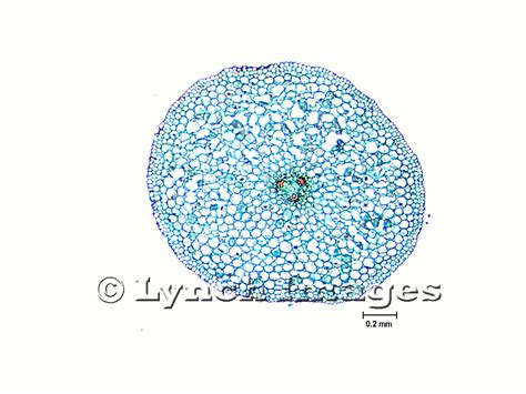 Ranunculus Root Cs Rt2b L This Cross Section Of A Ranunc Flickr
