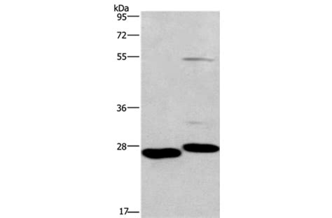 Anti Cidec Antibody A37907