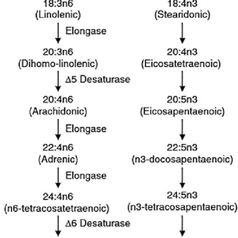 The Metabolic Pathways For The Conversion Of Dietary Unsaturated Fatty