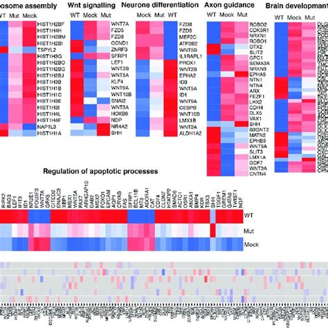 Expression Of The Host Genes Associated With Brain Development And Download Scientific Diagram