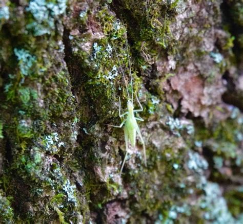 Tree Cricket 8 13 20 Sharon Friends Of Conservation