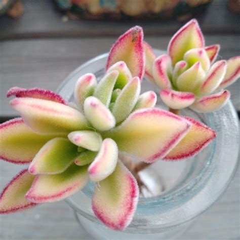 速達料金 メルカリ