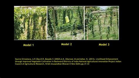 Multilayer Cropping Ideal Approach For Better Yield And Increasing Farm Income Pptx Multilayer Cropping Ideal Approach For Better Yield And Increasing Farm Income Pptx