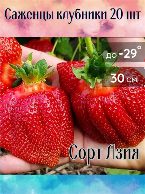 Саженцы клубники среднего срока созревания Азия 20 шт купить с доставкой по выгодным ценам в