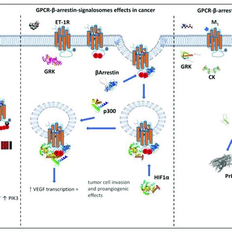 Gpcrβ Arrestin Dependent Signaling Pathway Gpcrs Are Illustrated As Download Scientific