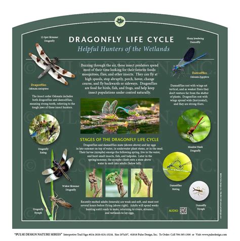 Damselfly Larvae Life Cycle