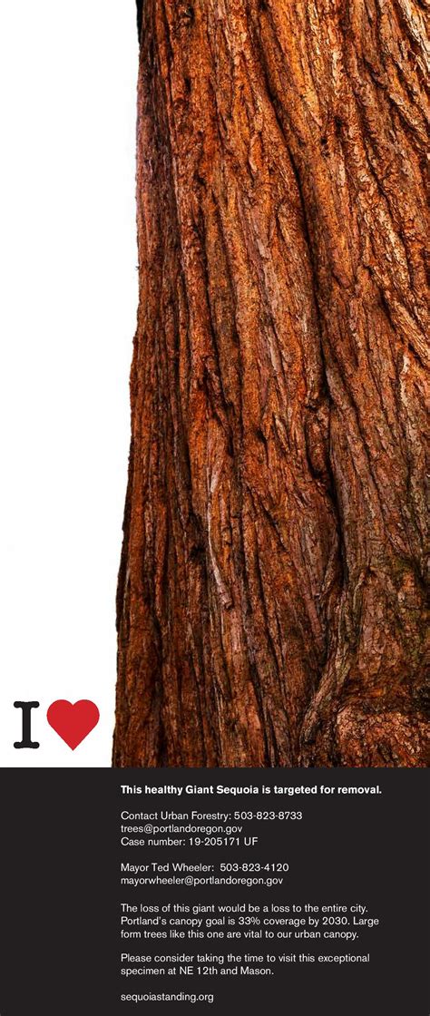 Ne Portland Neighbors Come Together To Save A Giant Sequioa Tree Kboo