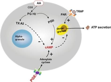 Schematic Depicting Regulation Of Dense Granule Atp Secretion By